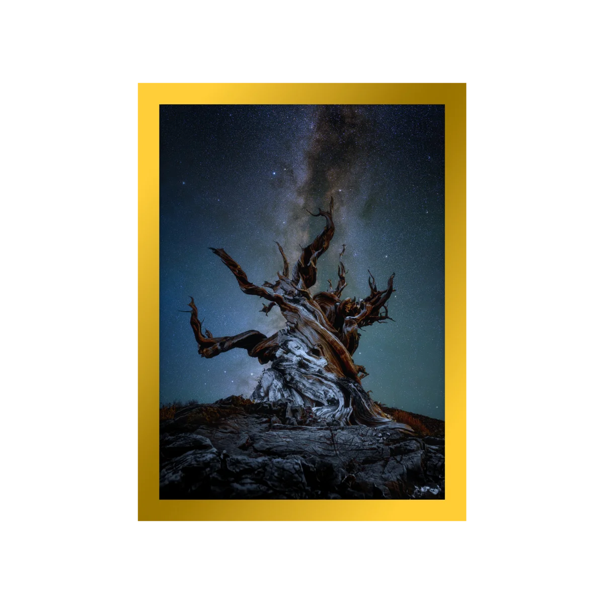 Pinus longaeva | Human Archives | Human Archives
